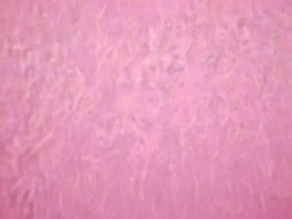 A Soft and Subtle Texture of Light Pink Background with Gentle Patterns.