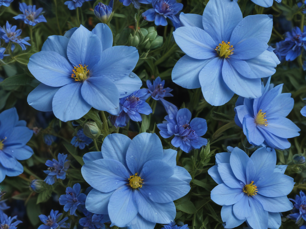 A Vibrant Display of Blue Flowers in Bloom, Showcasing Nature's Beauty.
