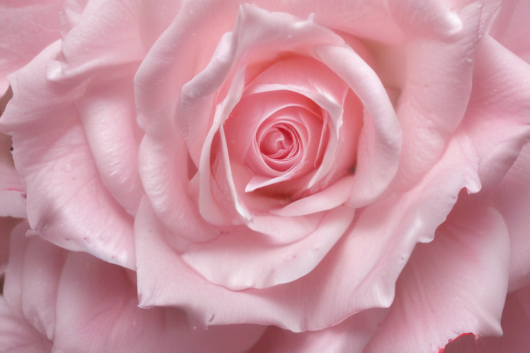 Delicate Beauty of a Soft Pink Rose in Full Bloom Close-Up