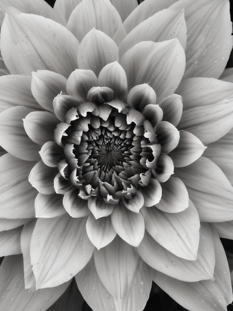 Stunning Close-Up of a Blooming Flower Showcasing Intricate Petals and ...