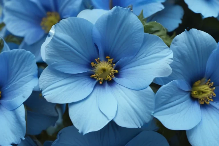 Vibrant Blue Blossoms: A Close-Up of Beautiful Blue Flowers in Nature