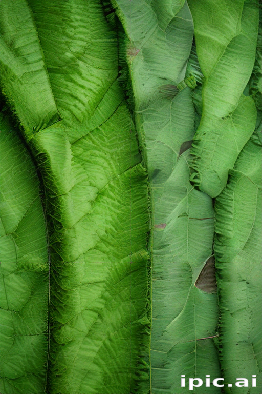 Lush Green Leaves Displaying Intricate Textures and Vibrant Natural ...