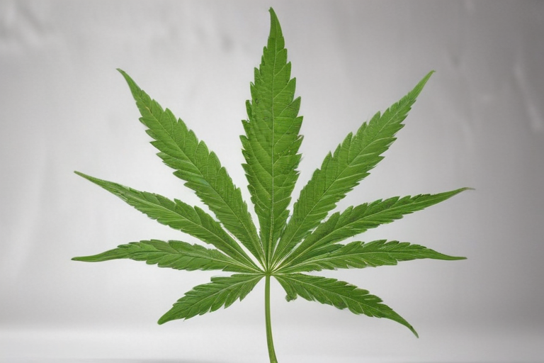 Vibrant Green Cannabis Leaf Showcasing Nature’s Intricate Leaf Patterns ...