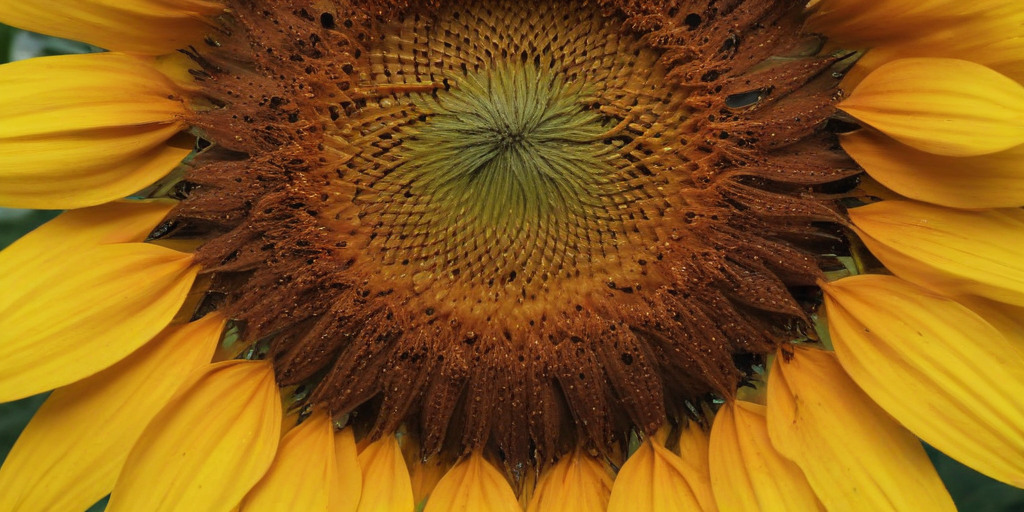 Close-Up View of a Vibrant Sunflower's Center with Radiant Petals