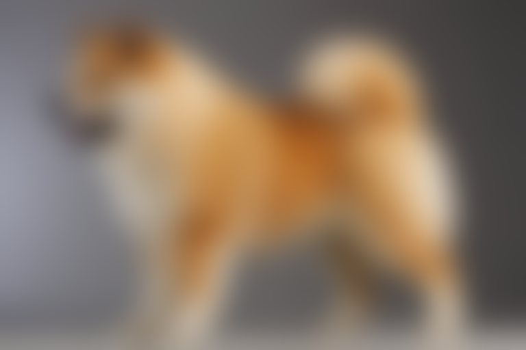 A Beautiful Akita Dog Posing Gracefully Against a Soft Gray Background.