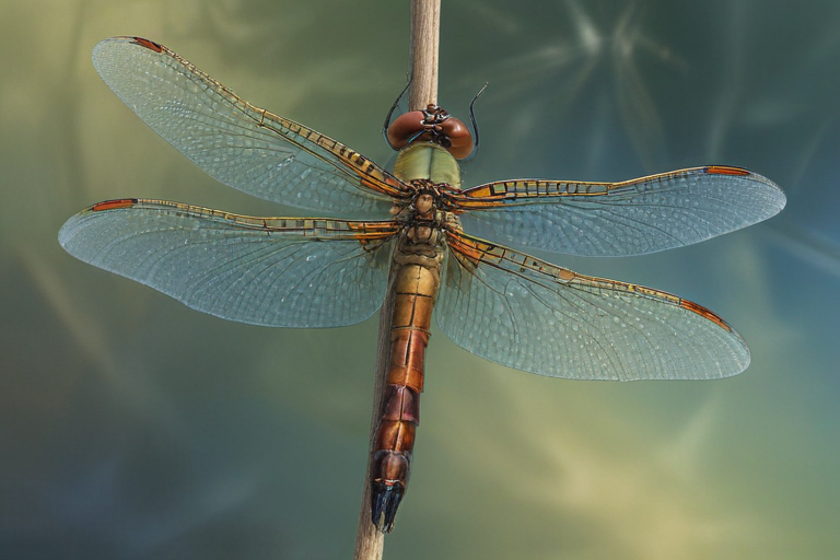 Close-Up of a Stunning Dragonfly Resting on a Delicate Stem